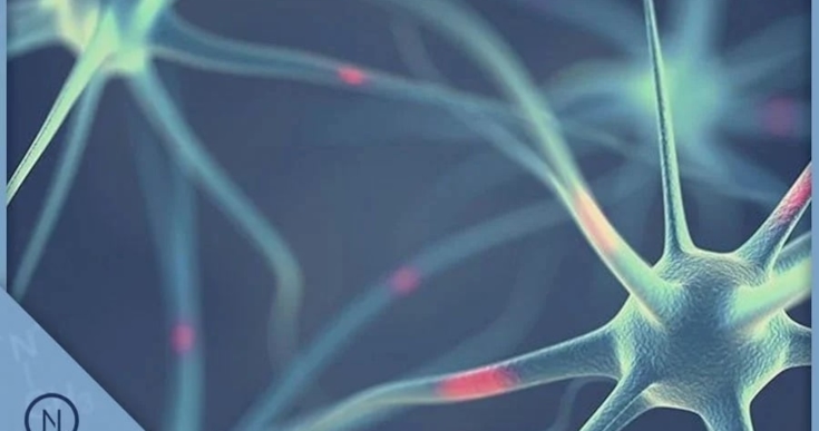 NIkotin Wirkung auf Nervensystem | Nicopedia AT