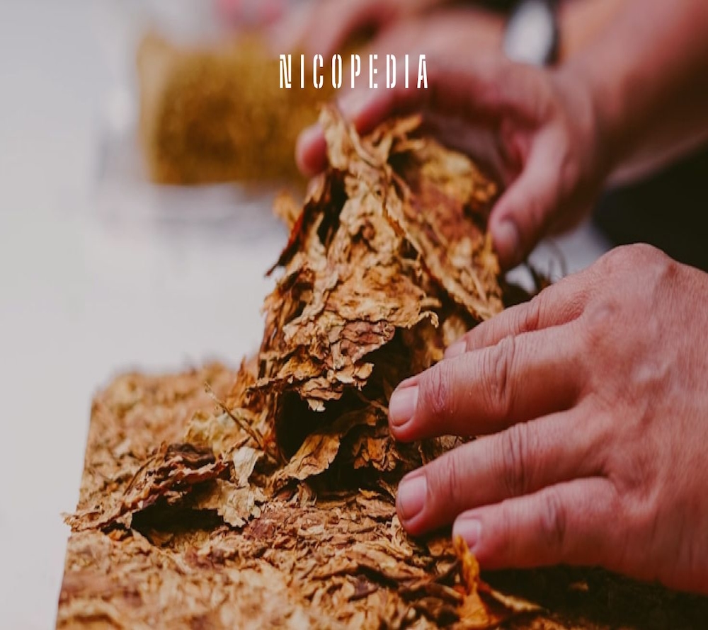 What is Snus? All You Need to Know About Snus - Haypp UK